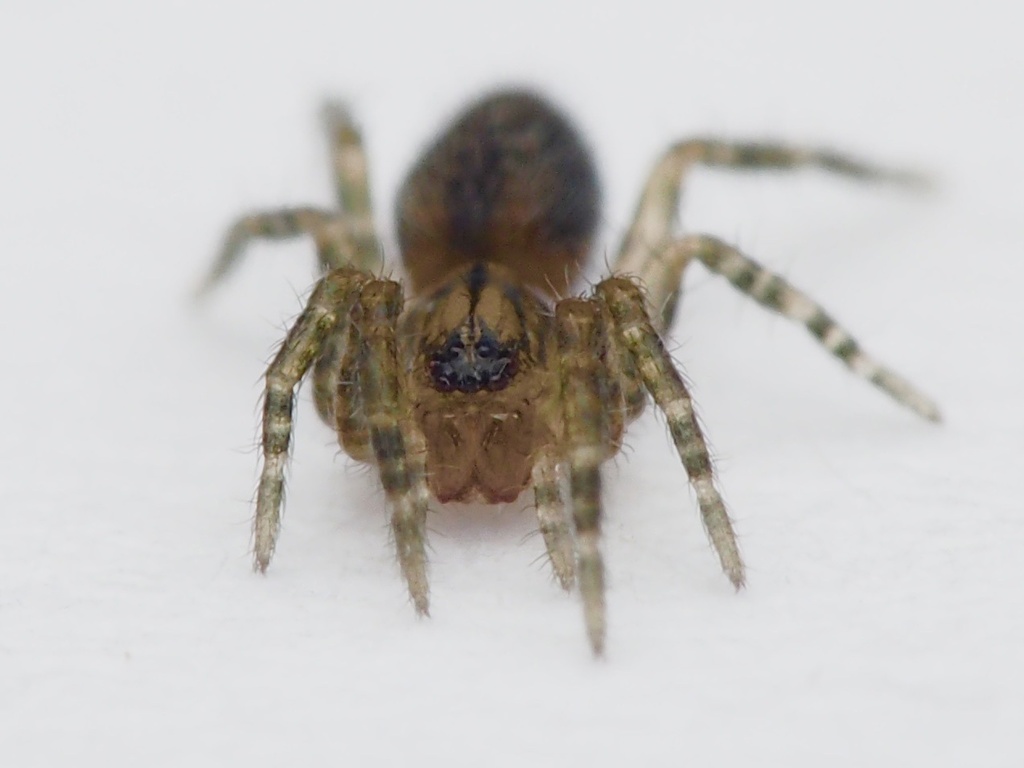 Typical Spiders from North Island, Kaeo, Northland, NZ on November 24 ...