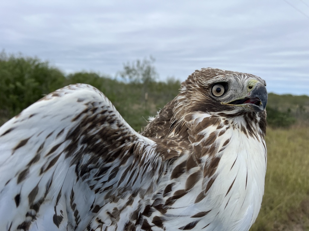 Red-tailed Hawk from CR-170, Alice, TX, US on November 23, 2023 at 12: ...