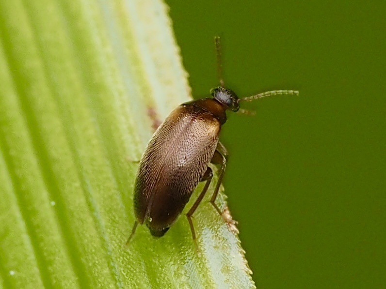 Nothotelus from North Island, Kaeo, Northland, NZ on November 23, 2023 ...