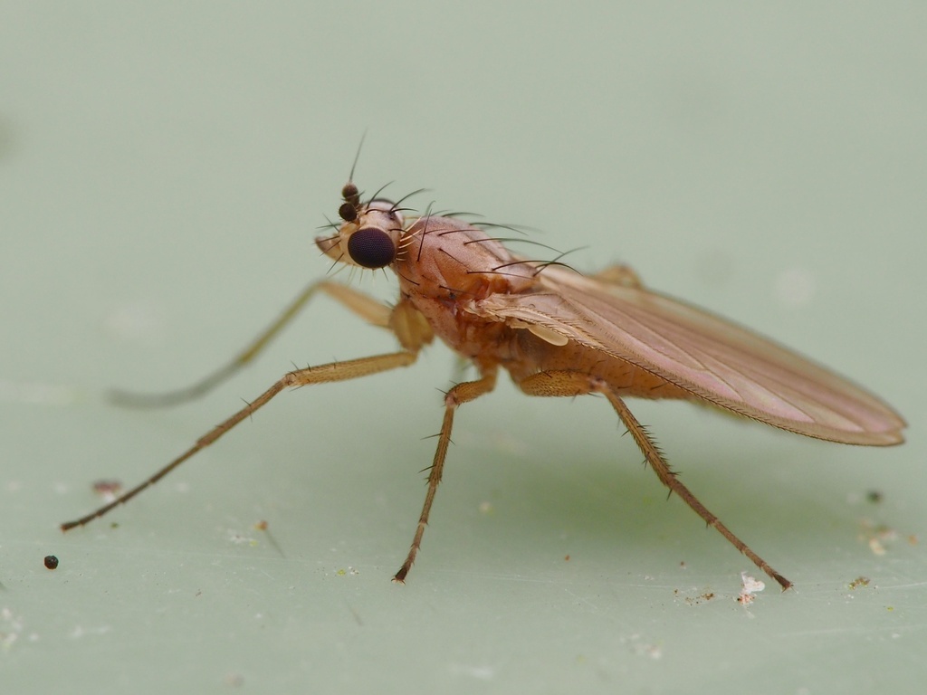 Small Grass Fly from North Island, Kaeo, Northland, NZ on November 23 ...
