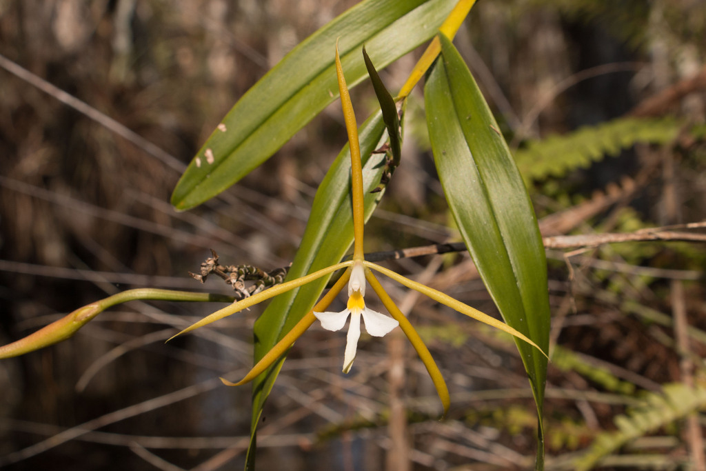 Night Scented Orchid in November 2023 by Logan Crees · iNaturalist