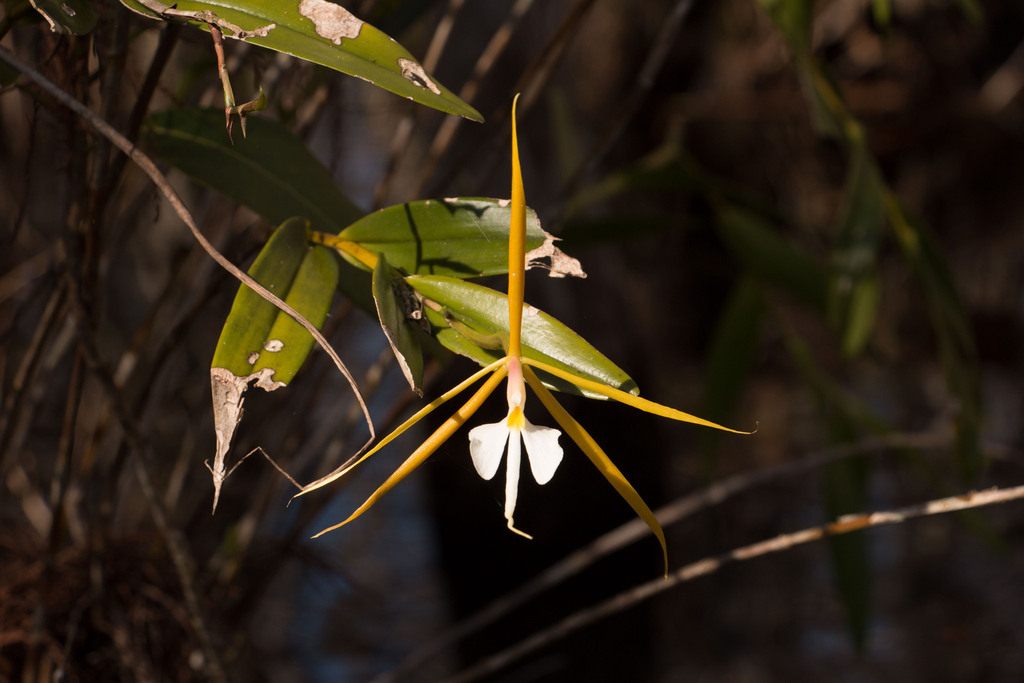 Night Scented Orchid in November 2023 by Logan Crees · iNaturalist