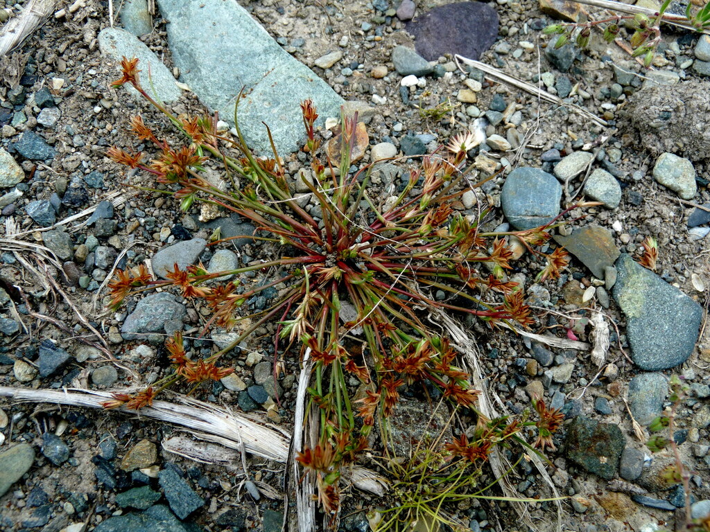 clustered toad rush from Richmond, New Zealand on November 24, 2023 at ...