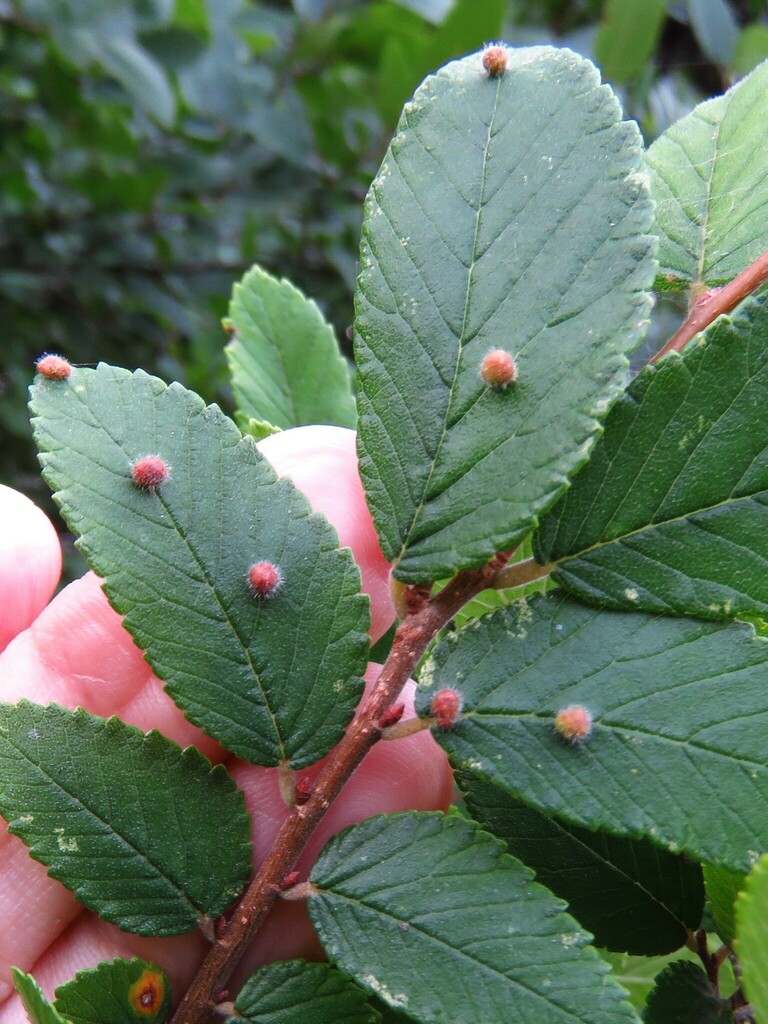 Gall and Rust Mites from Green Acres Farm Memorial Park, Flower Mound ...