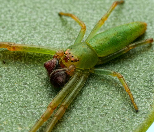 Cetratus tenuis · iNaturalist