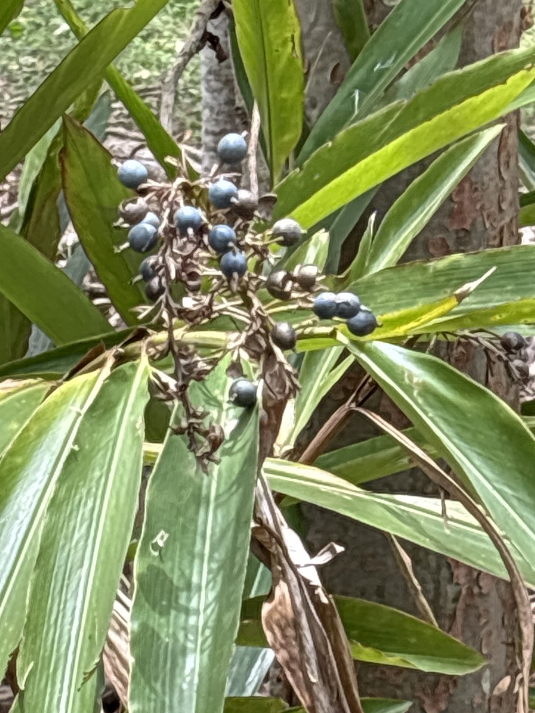 Native Ginger from Church Road Park, Eatons Hill, QLD, AU on November ...
