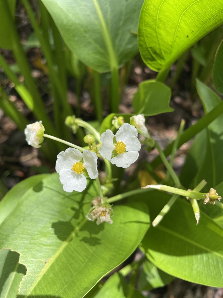 Delta Arrowhead from Mooloolah River National Park, Sippy Downs, QLD ...