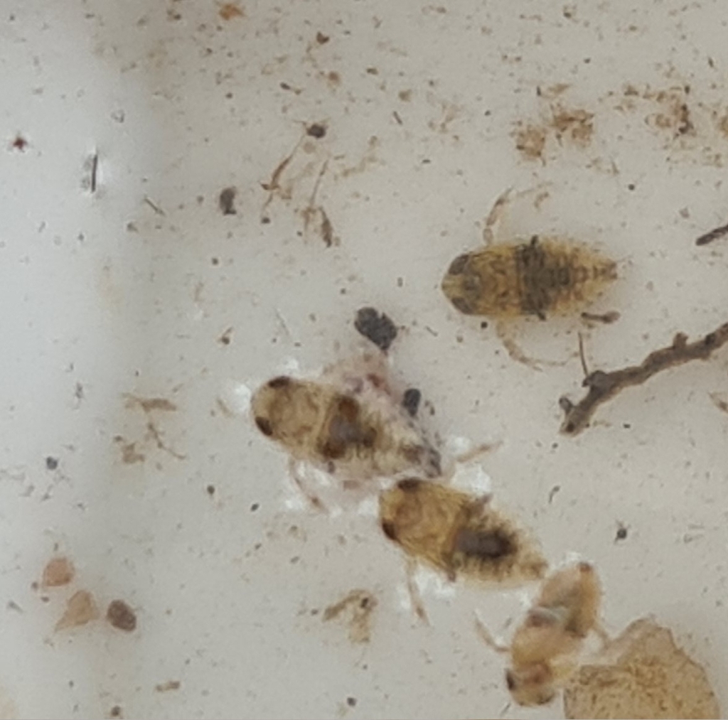 Micronecta from Holbrook NSW 2644, Australia on November 24, 2023 at 10 ...