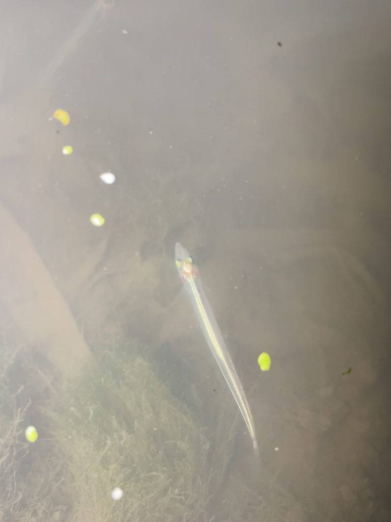 Brook Silverside from Rivière Rigaud, Rigaud, QC, CA on November 23 ...