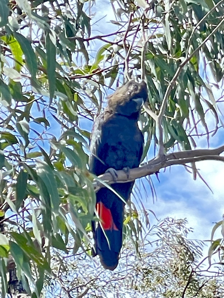 Glossy Black-Cockatoo in November 2023 by Tricia Stewart · iNaturalist