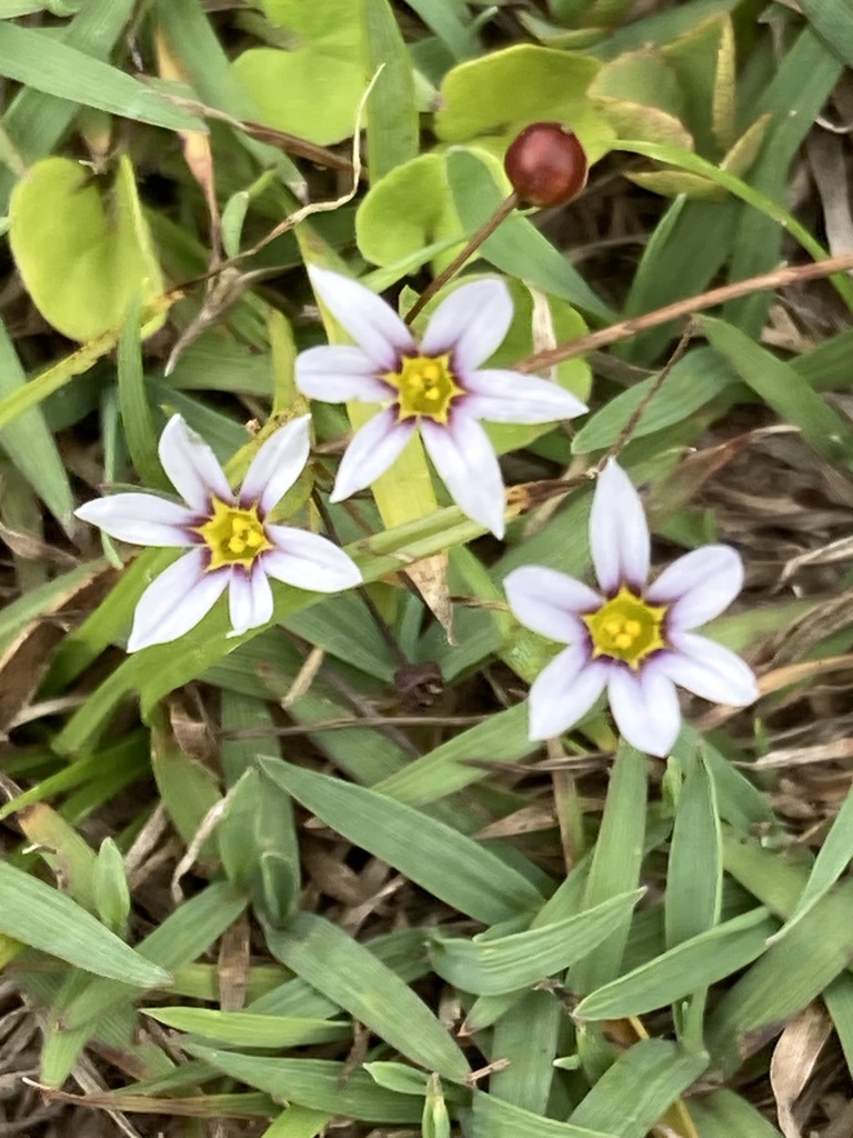 Blue Pigroot from Burraneer Rd, Coomba Park, NSW, AU on November 24 ...