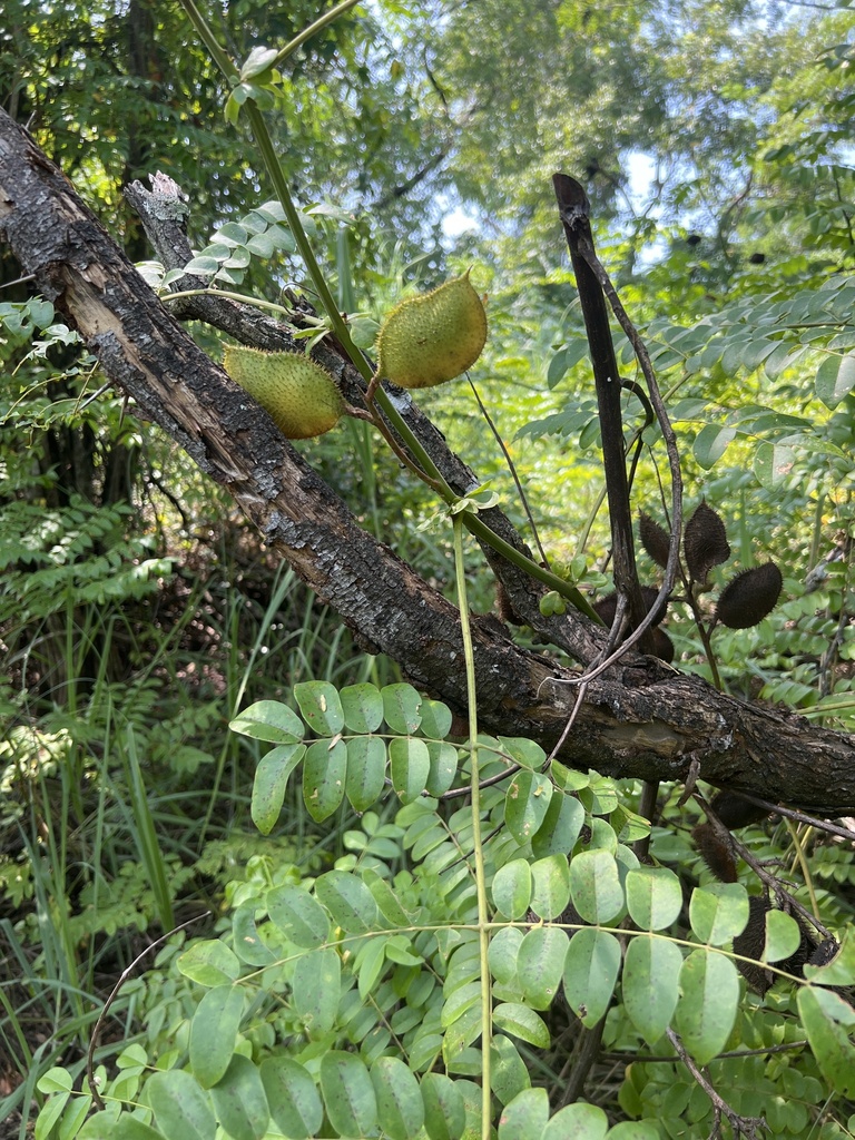 Nickernut from Las Baulas de Guanacaste, CR-GU-SC, CR-GU, CR on ...