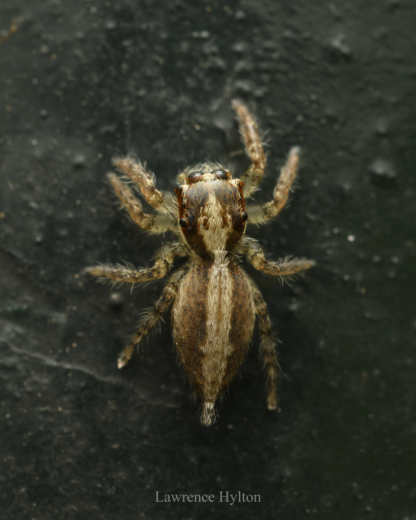 Pancorius in November 2023 by Lawrence Hylton · iNaturalist