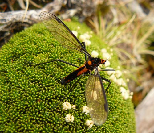 Leptotarsus neali · iNaturalist