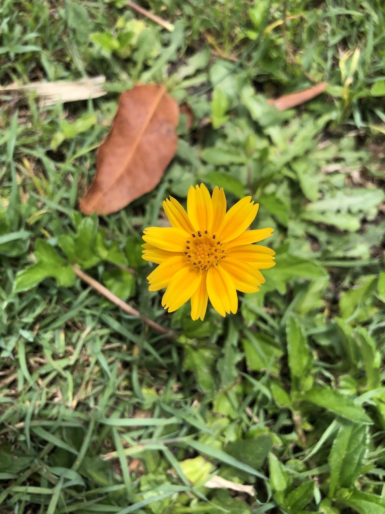 trailing daisy from North Stradbroke Island, Dunwich, QLD, AU on ...