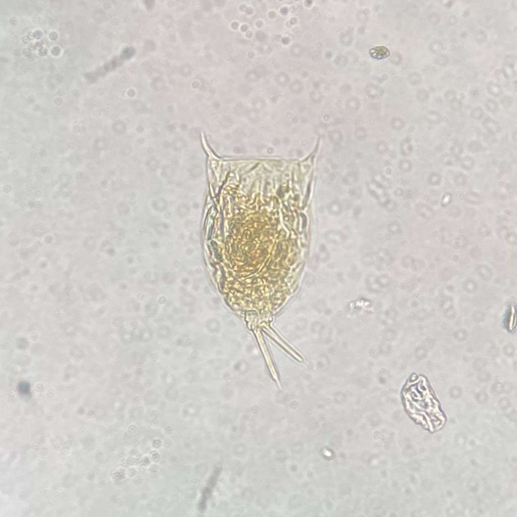 Lecane aculeata from Mahasarakham University, Kantharawichai, Maha ...