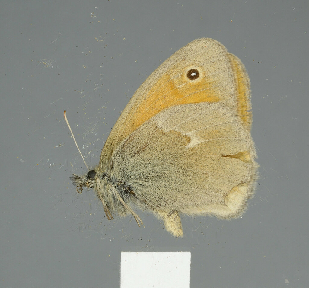 Prairie Ringlet from East Kootenay, BC, Canada on July 11, 2014 by ...