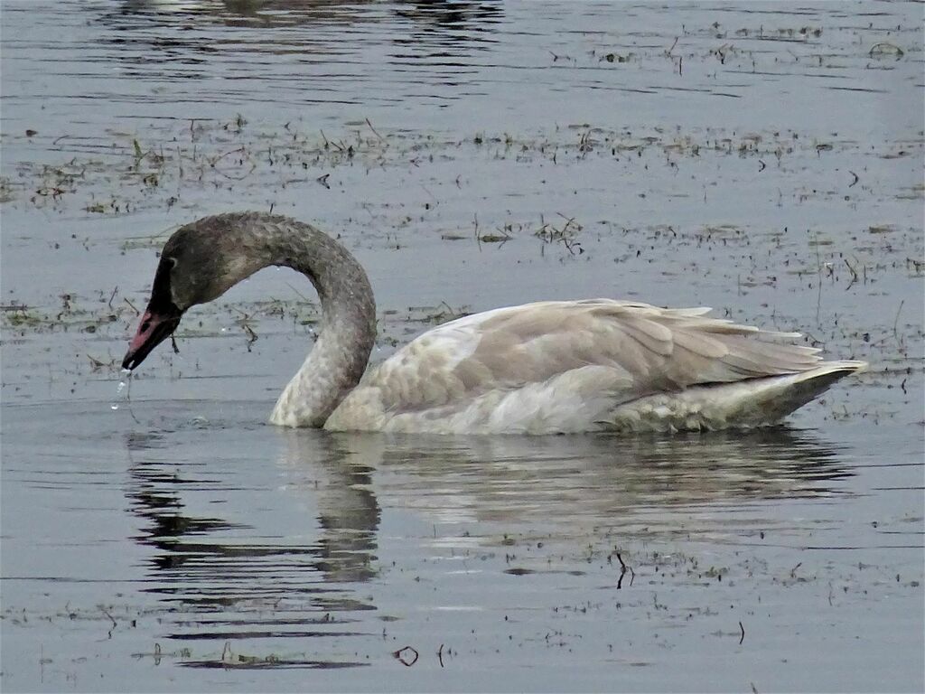 Trumpeter Swan from Valens Conservation Area, Regional 97 Rd, Hamilton ...