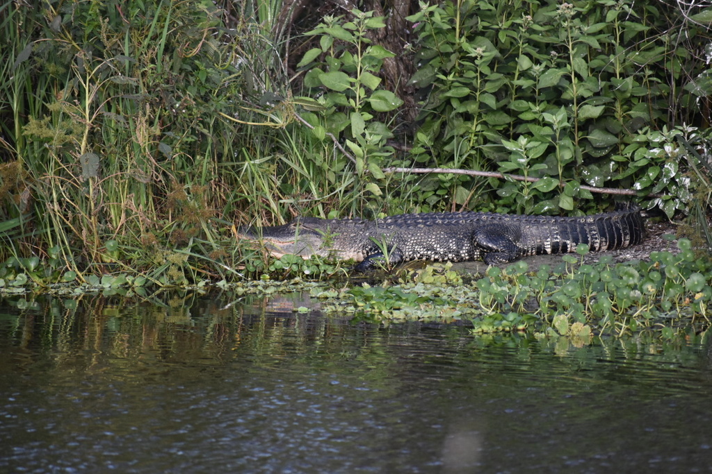 American Alligator from Welland Rd, Apopka, FL, US on November 23, 2023 ...