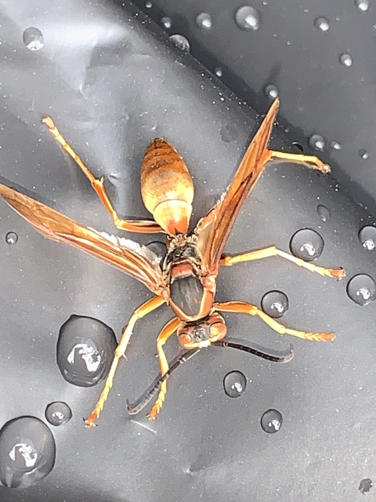 Coarse-backed Red Paper Wasp from State Highway 35, Alvin, TX, US on ...