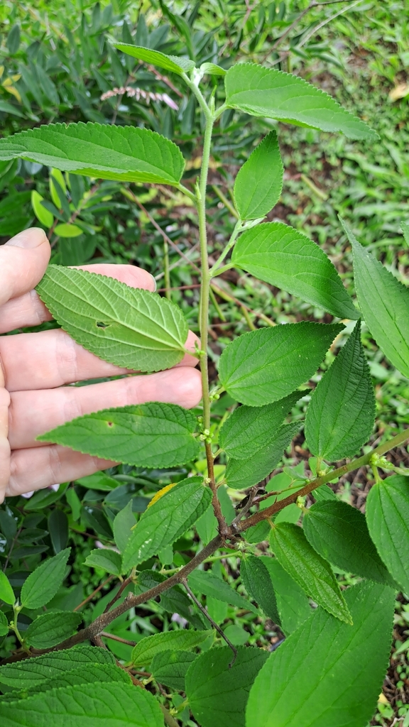 Nettle Tree from Karangi NSW 2450, Australia on November 24, 2023 at 11 ...