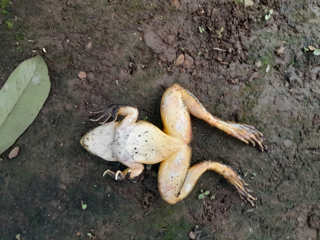 Goliath Frog in September 2022 by Cedrick Fogwan · iNaturalist