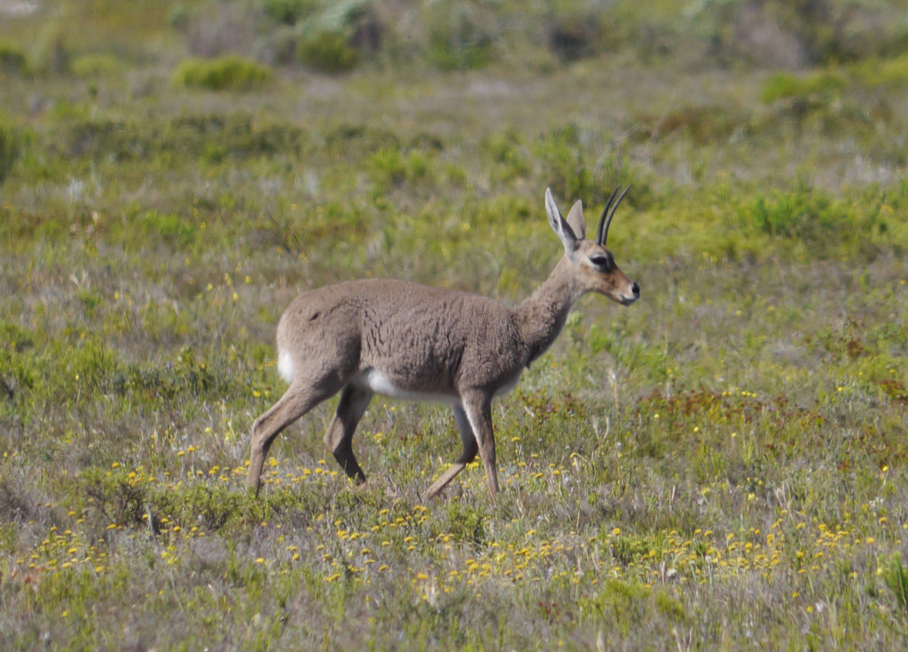 Grey Rhebok from De Hoop Nature Reserve, South Africa on October 23 ...