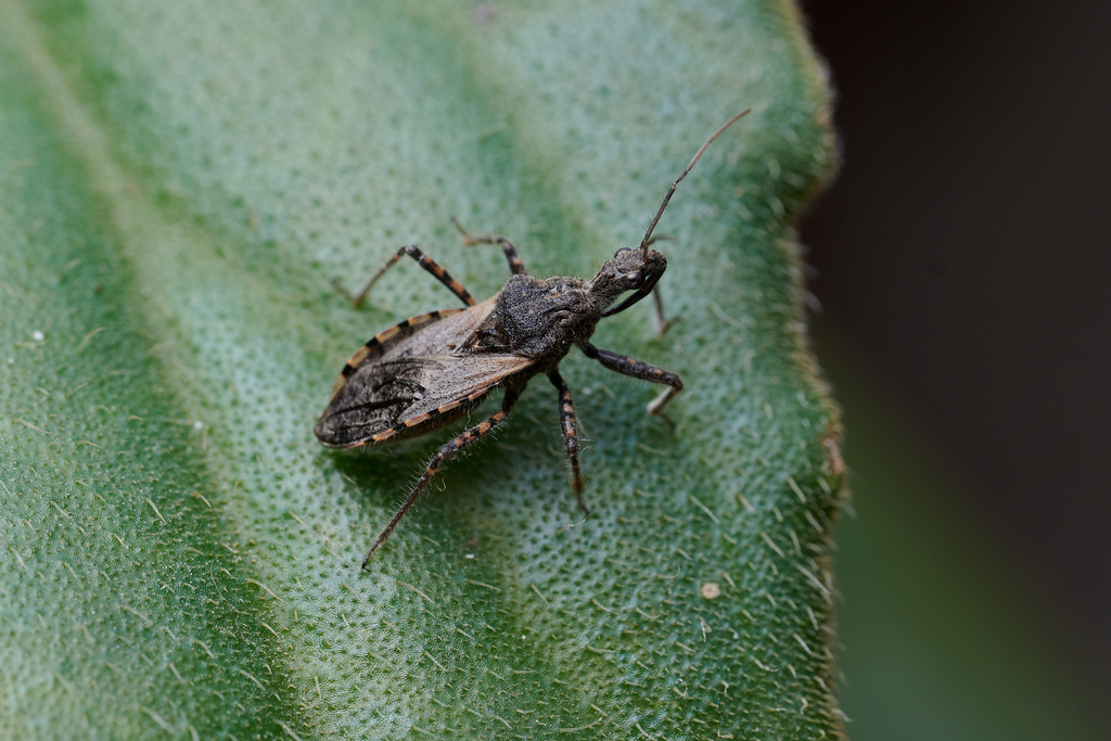 Coranus fuscipennis from 中国杭州市西湖区 on November 23, 2023 at 04:53 PM by ...