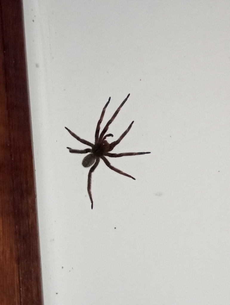 Armed Spiders from Iraci Ferreira Fe Oliveira - Cara-Cara, Ponta Grossa ...