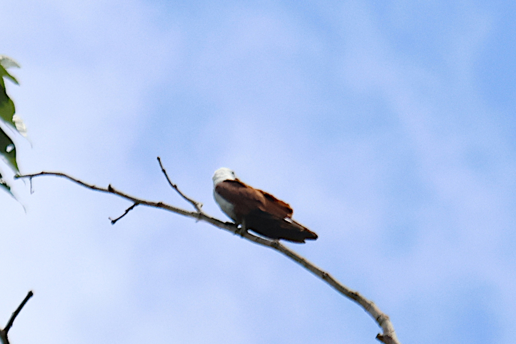 Brahminy Kite from Logging track, Obi Is., South Halmahera Regency ...