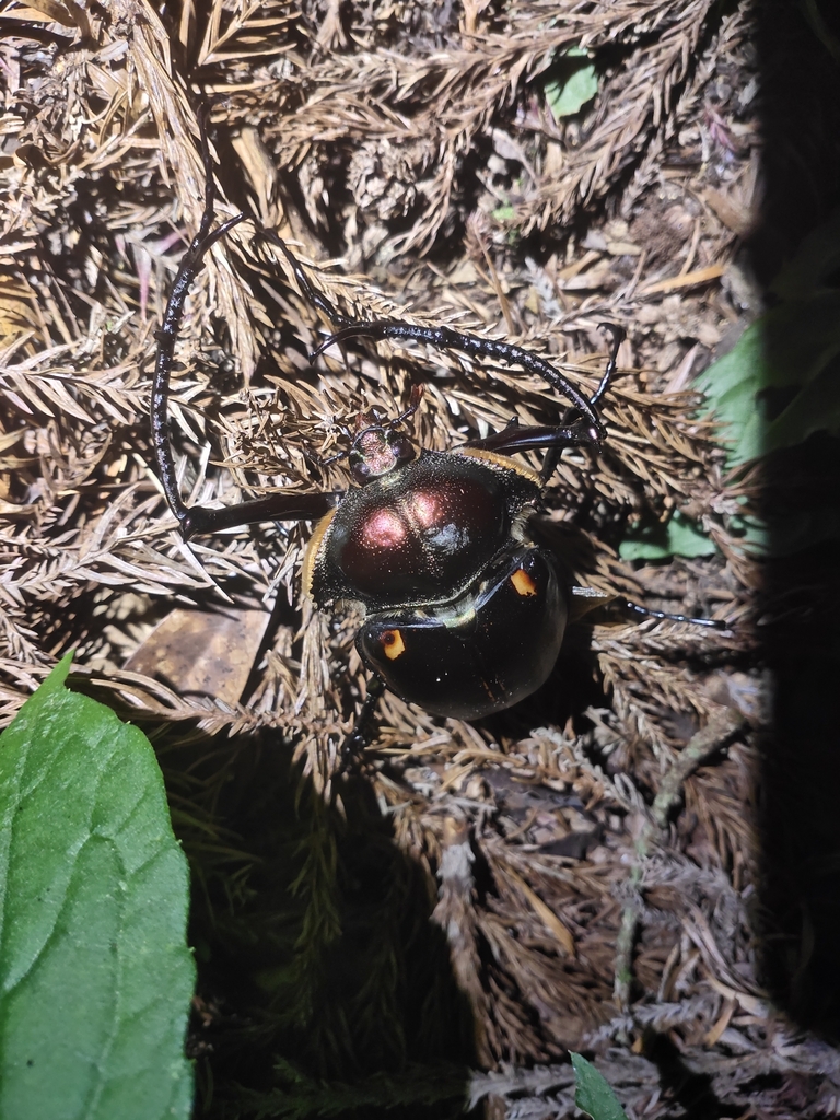 Cheirotonus jansoni from Shaoguan, CN-GD, CN on July 14, 2023 at 10:12 ...