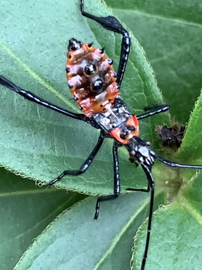 Leaf-footed Bugs from State Highway 35, Alvin, TX, US on November 20 ...