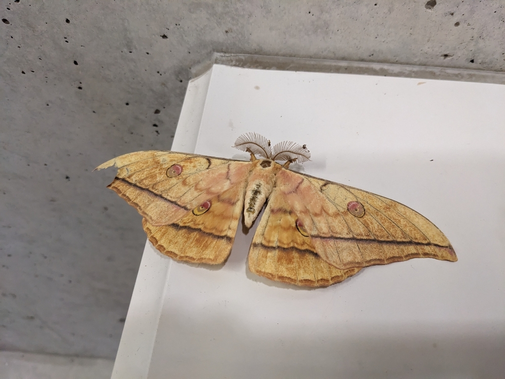 Japanese Silk Moth from 甲1 Yoshida, Shodoshima, Shozu District, Kagawa ...