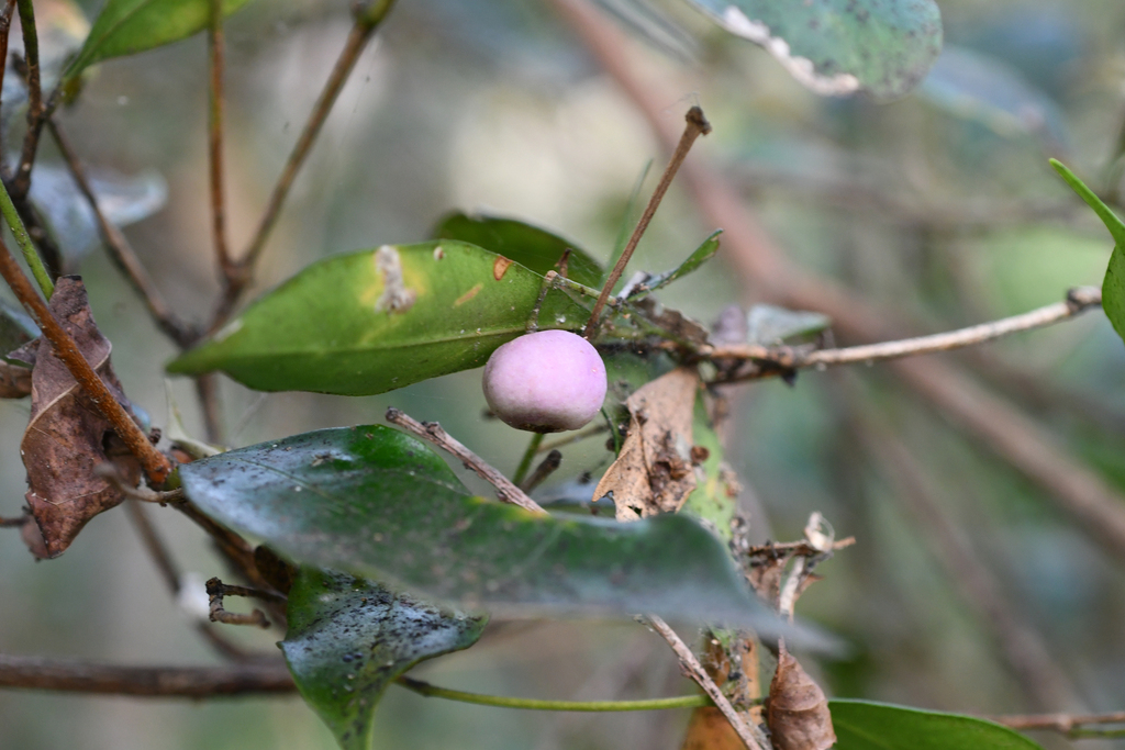 Waterberries from Sydney NSW, Australia on June 9, 2023 at 11:10 AM by ...