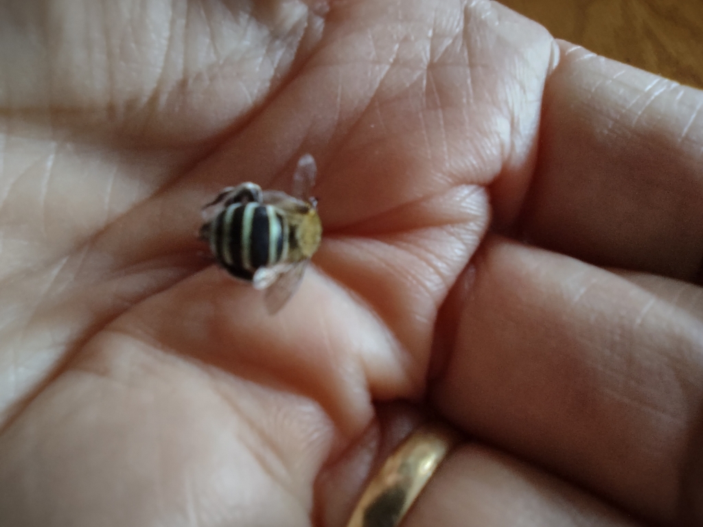 Blue-banded and Allied Digger Bees from Isla QLD 4719, Australia on ...