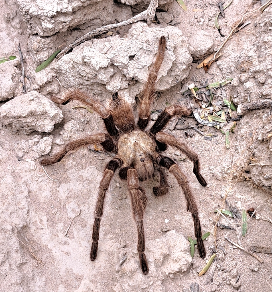 Desert Tarantula from Las Vegas, NV 89166, USA on November 23, 2023 at ...