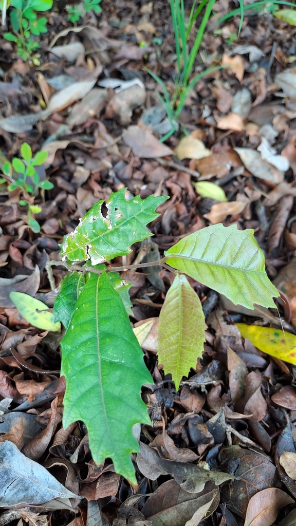 Burnie Vine from Karangi NSW 2450, Australia on November 24, 2023 at 12:10 PM by coolduck ...