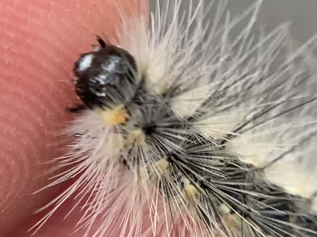 Fall Webworm Moth from Alvin, TX, US on November 20, 2023 at 01:28 PM ...
