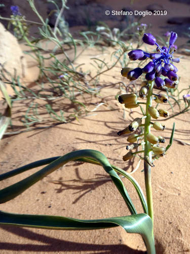 Subspecies Muscari longipes longipes · iNaturalist