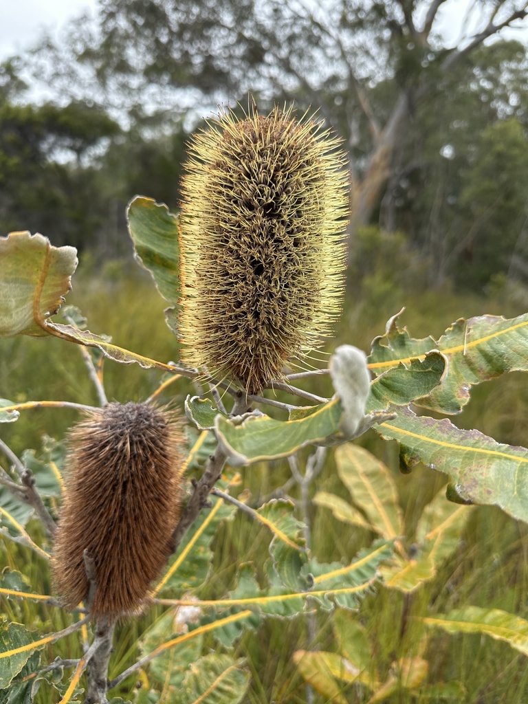 Swamp Banksia from Mooloolah River National Park, Sippy Downs, QLD, AU ...