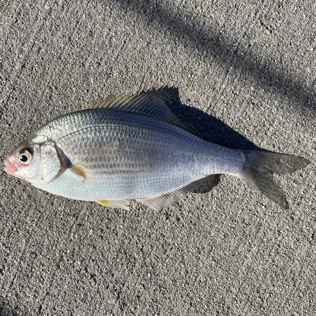 White surfperch from South Beach Harbor, San Francisco, CA, US on ...