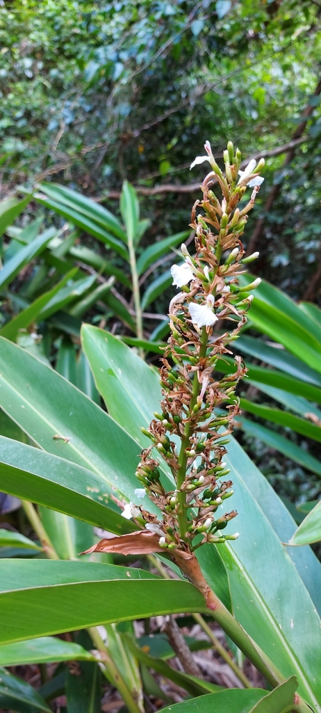 Native Ginger from Brandy Creek QLD 4800, Australia on November 24 ...