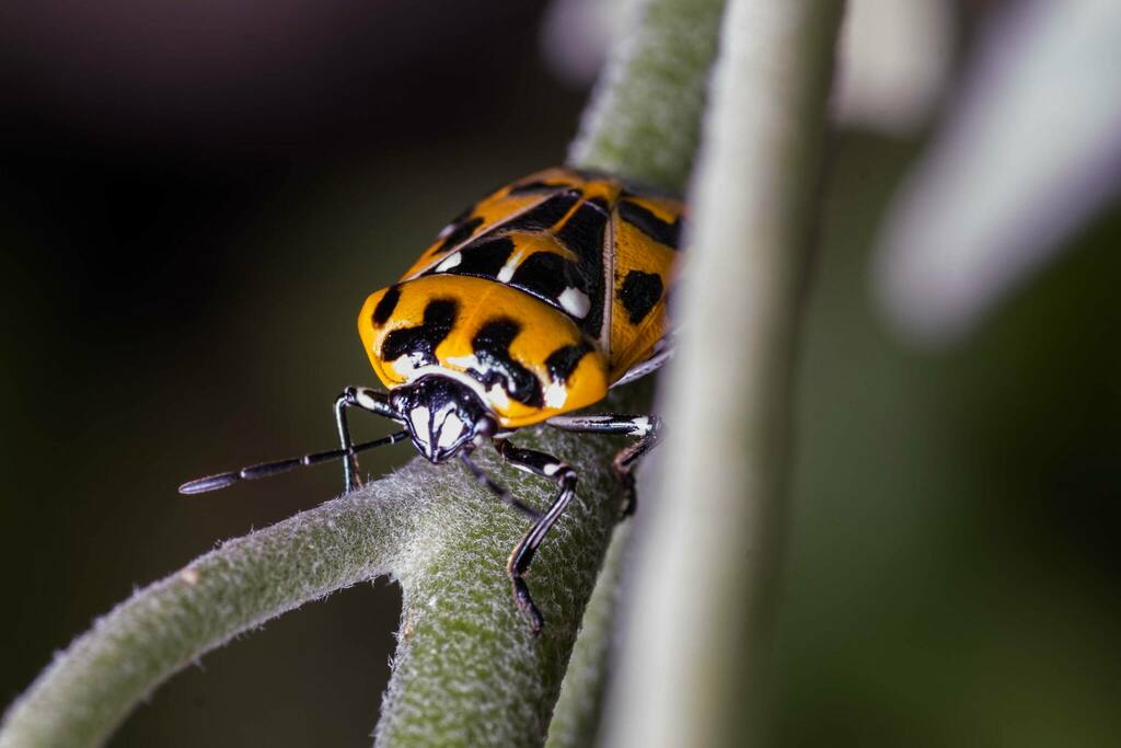 Harlequin Bug from St. Roch, New Orleans, LA, USA on June 1, 2018 at 07 ...