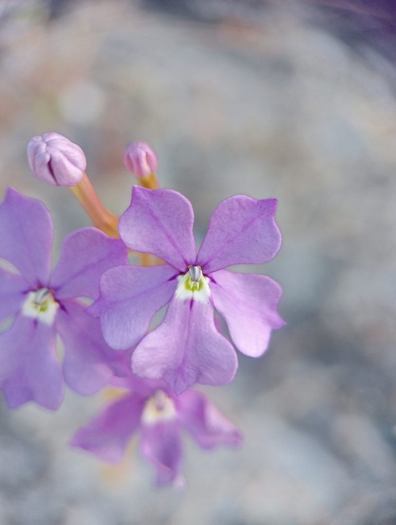 Woodbridge Poison from Albany WA 6330, Australia on November 5, 2023 by evemv · iNaturalist