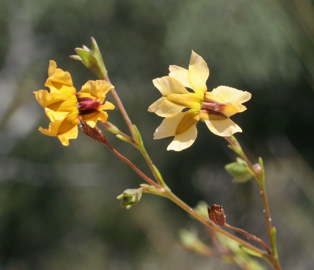 Common Velleia from Coomalbidgup WA 6450, Australia on November 19 ...