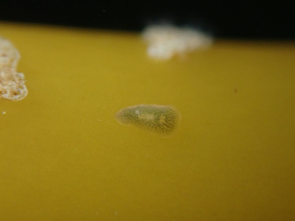 Hylocelis californica (Polyclad flatworms of California) · iNaturalist