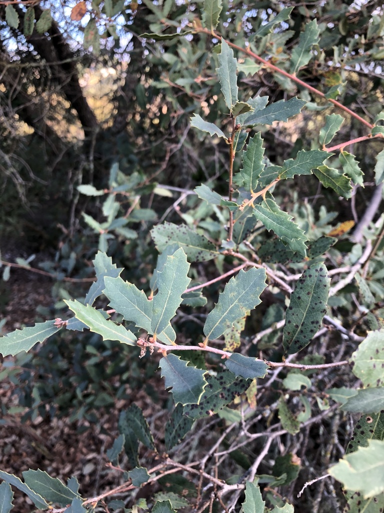 Quercus berberidifolia × engelmannii from Sierra Mesa Road, Murrieta ...