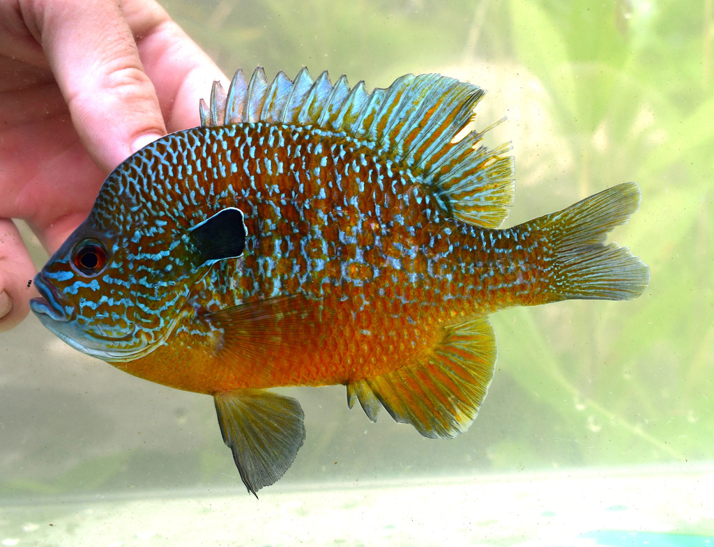 Longear Sunfish from Makanda, IL 62958, USA on June 4, 2023 at 09:44 PM ...