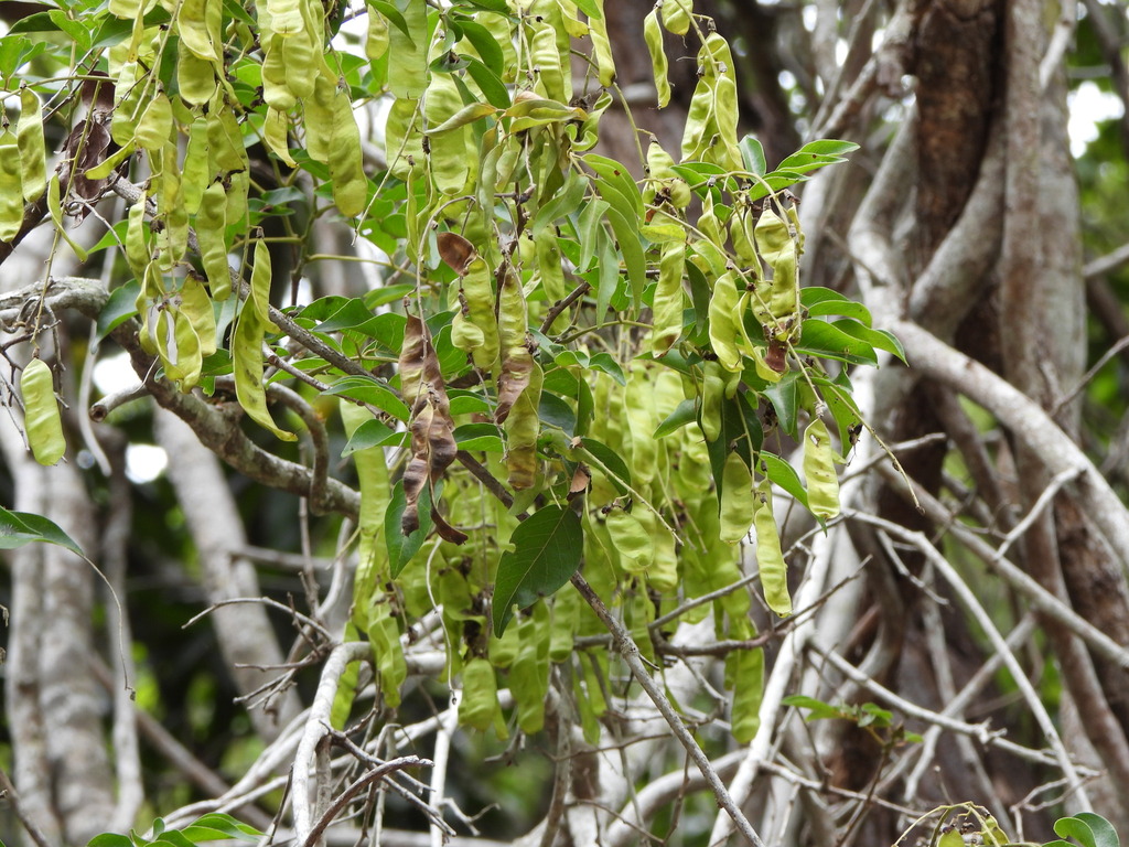 Blood Vine from Cape Conway QLD 4800, Australia on November 24, 2023 at ...