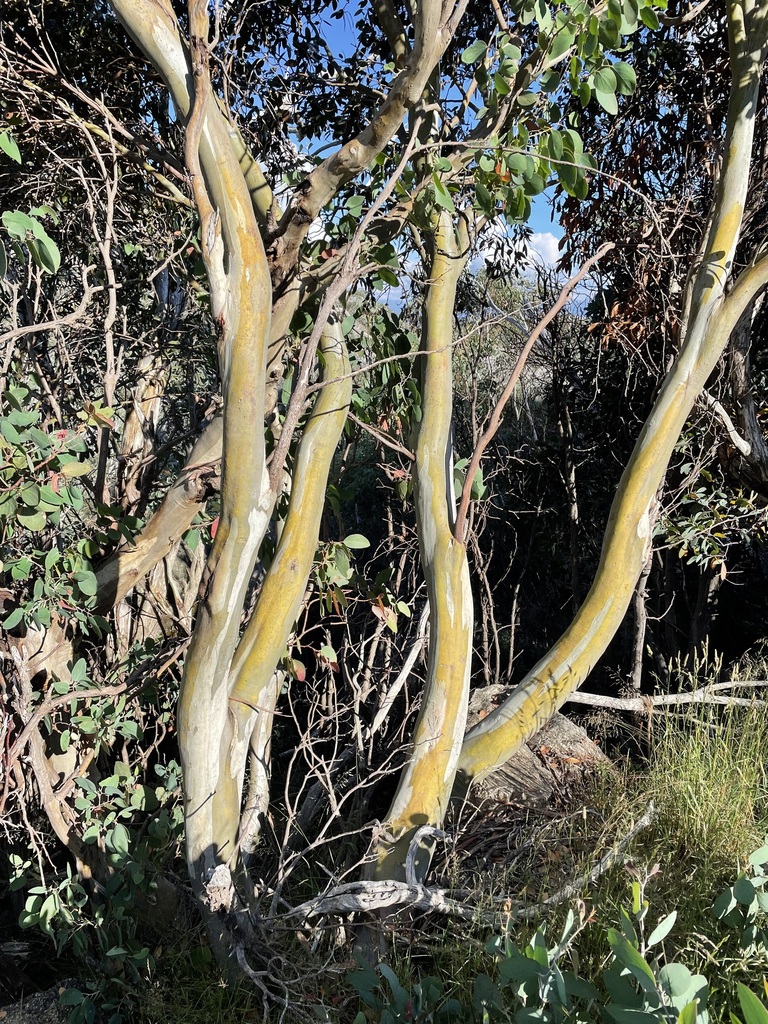 Snow Gum (Eucalyptus pauciflora) - Botanical Realm